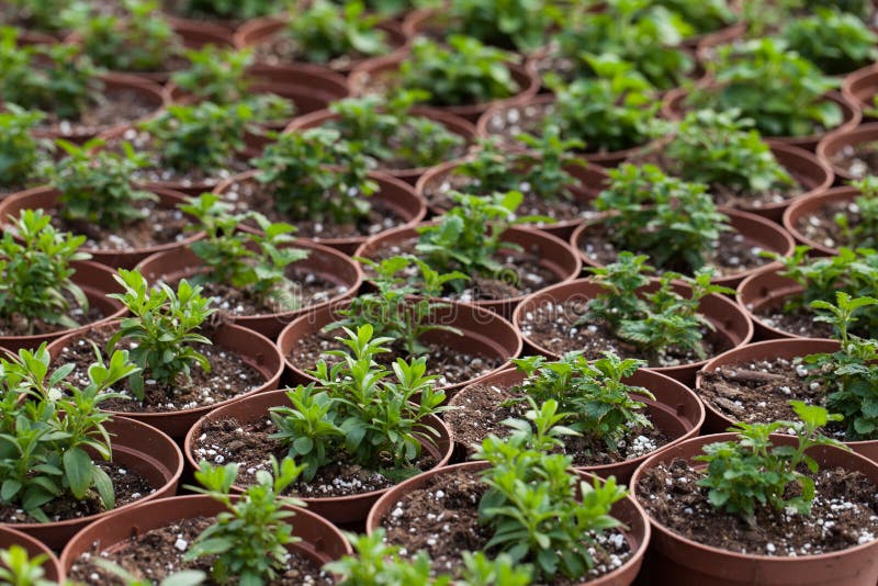 Flower sprouts stock photo. Image of order, greenhouse - 38533602
