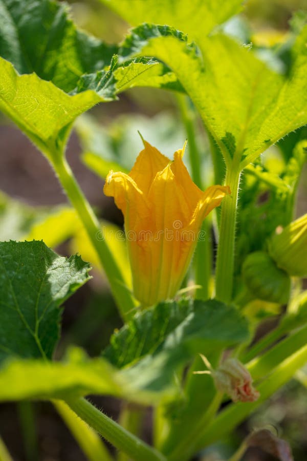 Flower on the Squash Plant in the Garden Stock Image - Image of fruit ...