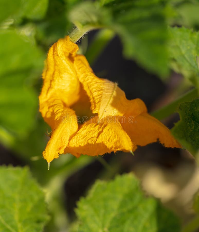 Flower on the Squash Plant in the Garden Stock Photo - Image of garden ...