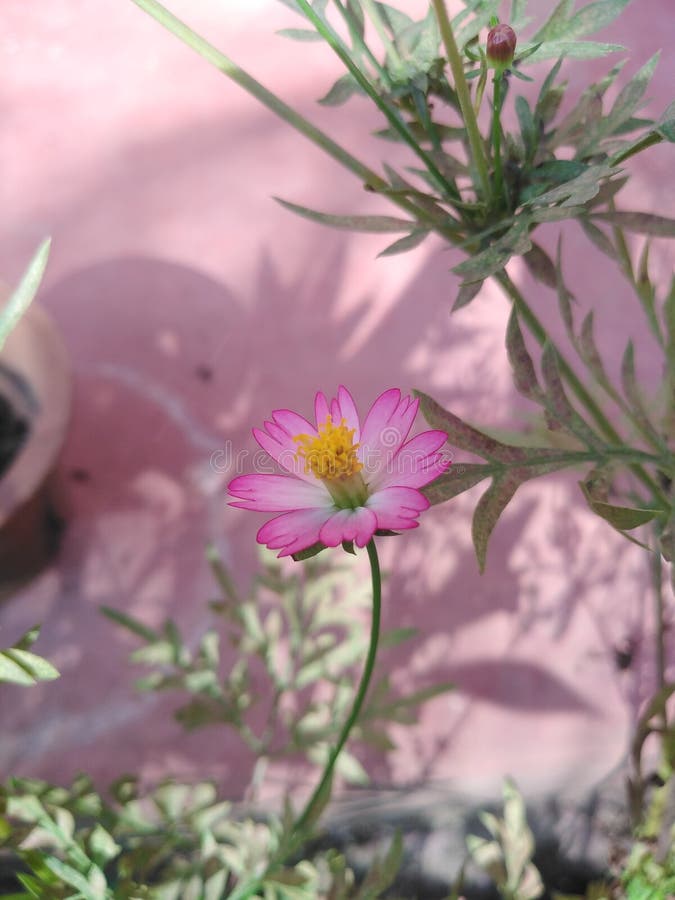 Atapethiya Flower Stock Photos - Free & Royalty-Free Stock Photos from ...