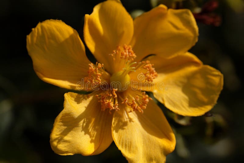 The St John`s Wort Hypericum Patulum Stock Image - Image of patulum ...