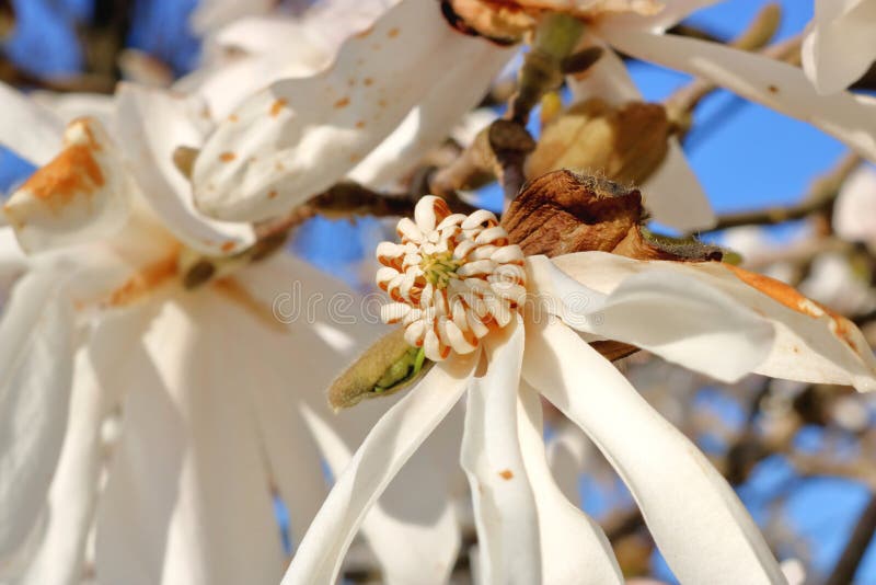 Flower Stages and Stigma stock photo. Image of stigma - 181918304