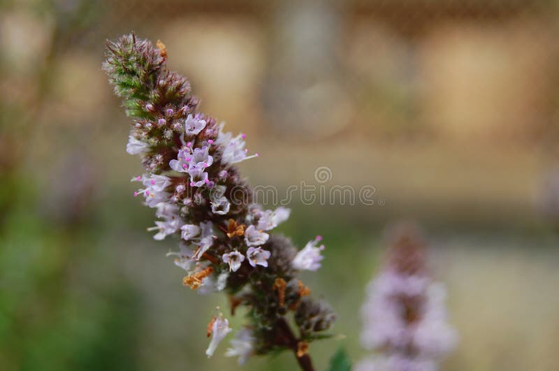 Flower stalk stock photo. Image of plant, inflorescence - 211082082