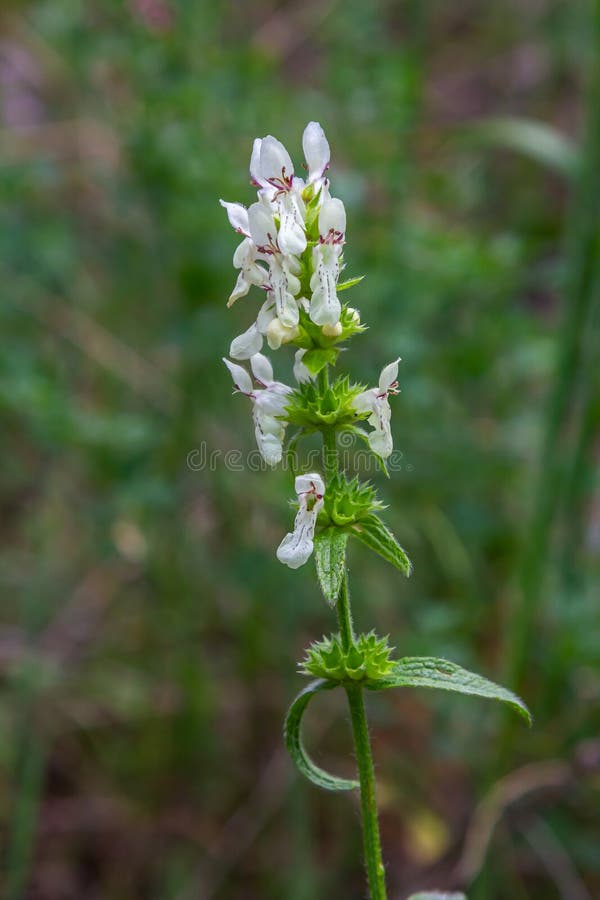 Flower Stalk of the Woundwort Stachys Sp. in May Stock Image - Image of ...