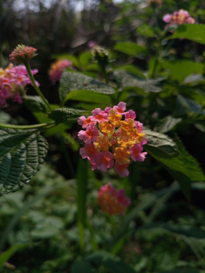 Flower Stalks during the Day Stock Photo - Image of leaf, herb: 252967848