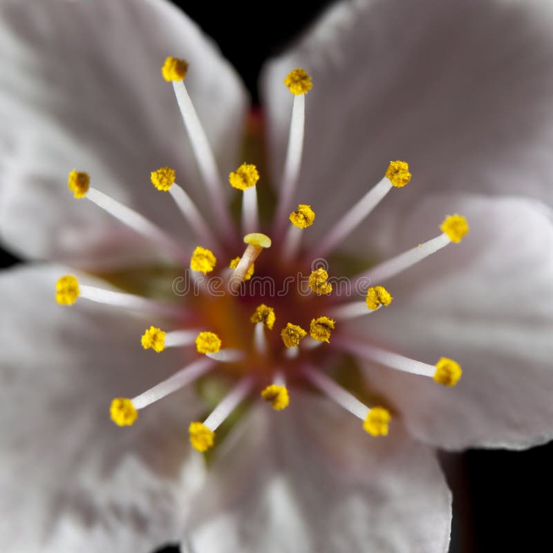 Flower Stamen stock photo. Image of stamen, beauty, color - 13792252