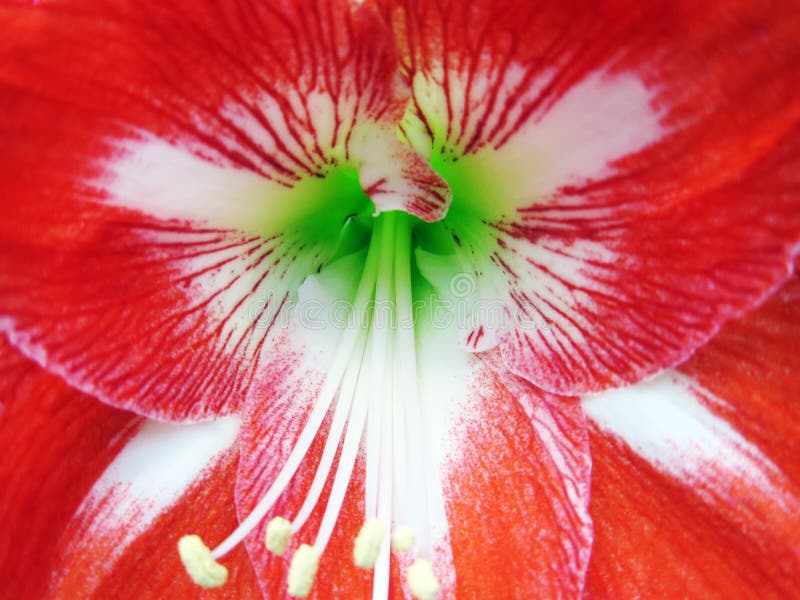 Flower stamen stock image. Image of center, blossoming - 24292063