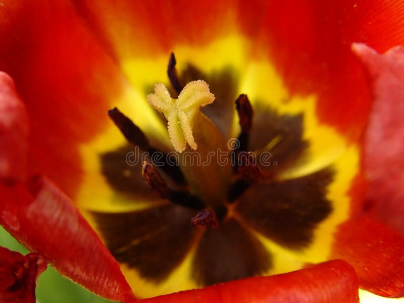 Flower Stamen stock image. Image of petal, detail, delicate - 67867