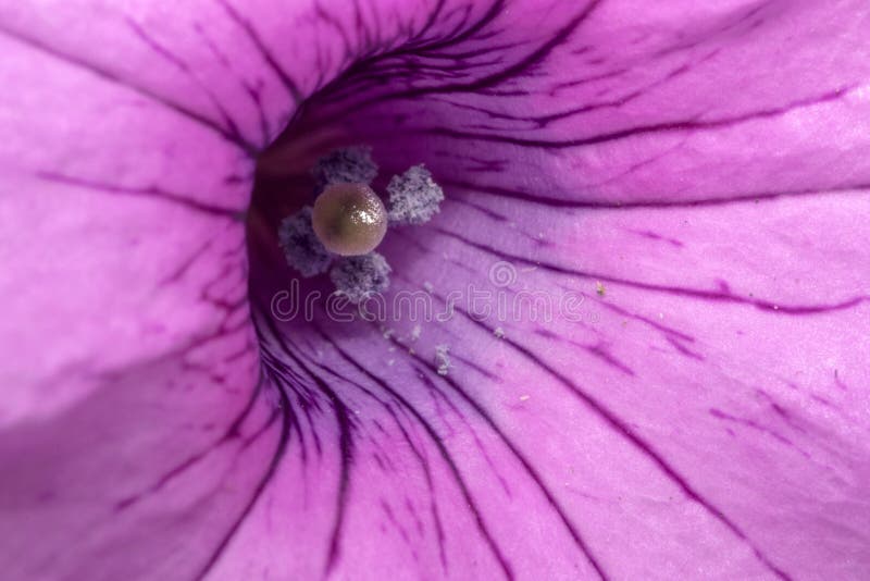 Flower with Stamen in the Wild Stock Photo - Image of nature, colors ...