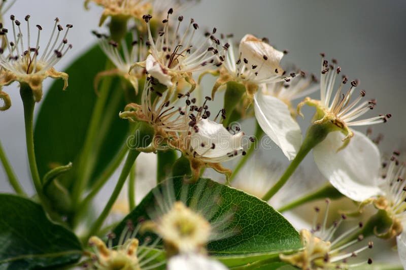 Flower stamens stock photo. Image of garden, pollen, outdoors - 91408778