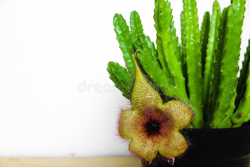 The Flower of Stapelia Gigantea Plant Stock Image - Image of texture ...