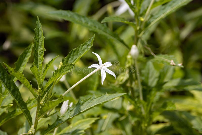 Flower of a Star of Bethlehem, Hippobroma Longiflora Stock Image ...