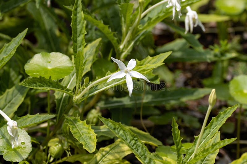 Flower of a Star of Bethlehem, Hippobroma Longiflora Stock Photo ...