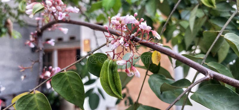 Flower of star fruit stock image. Image of nature, flower - 168030155