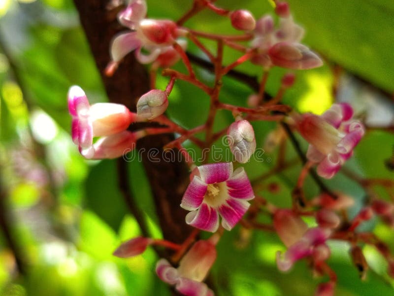 The Flower of star fruits stock photo. Image of garden - 340774498