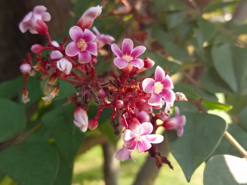Flower of Star Fruits in the Backyard Stock Image - Image of star ...