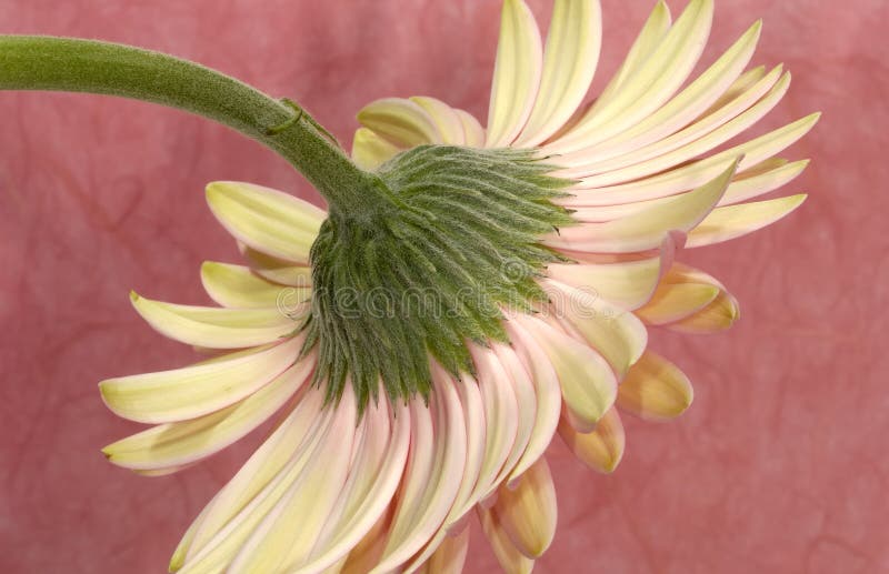 Flower Stem stock photo. Image of detail, horticuture - 1046326
