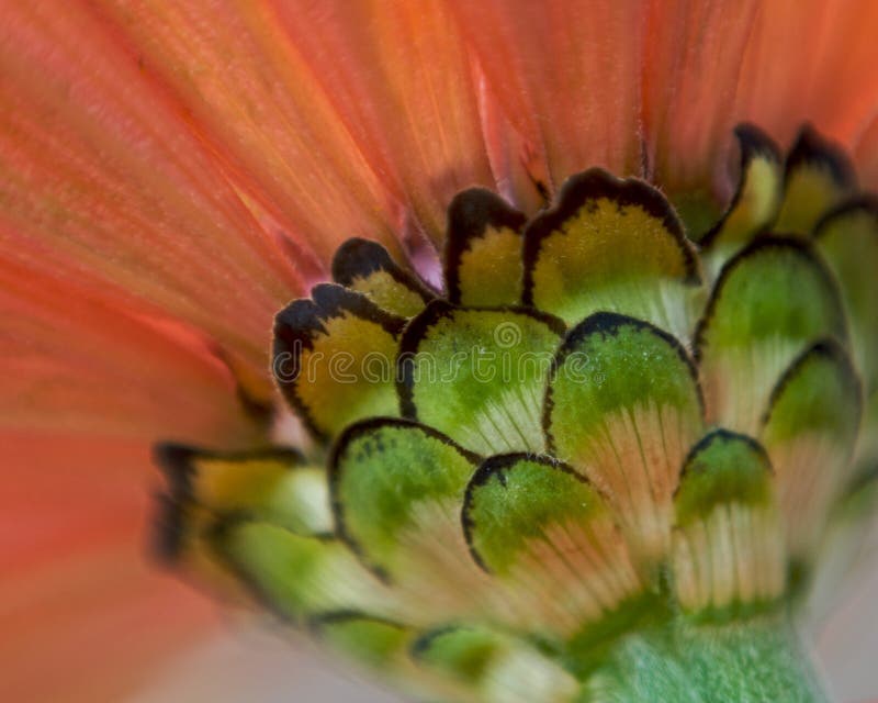 Flower stem stock photo. Image of black, flora, pollen - 11092870