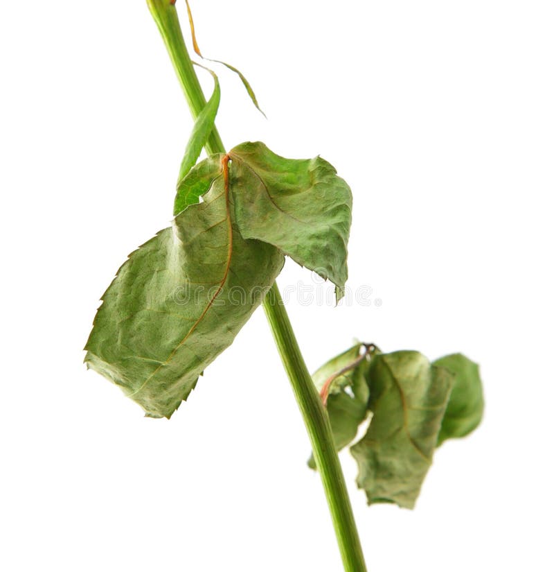 Flower stem stock photo. Image of fall, nature, fading - 8003440