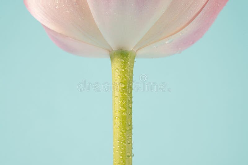 Flower Stem Close Up with Rain Drops on the Surface. Stock Photo ...