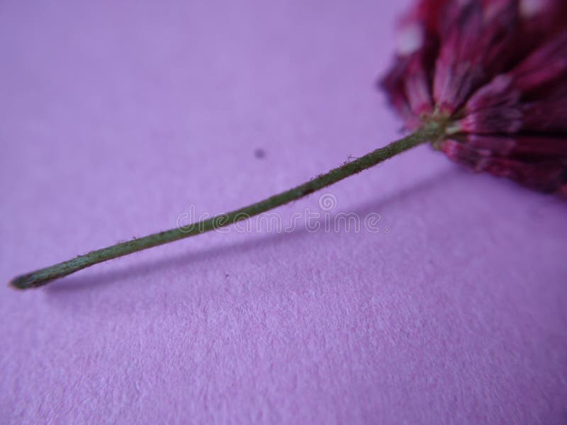 Flower Stem Extreme Close-up with Pink Backdrop Stock Photo - Image of ...