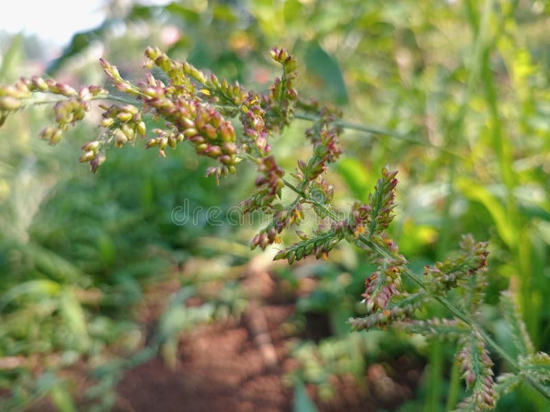 Flower Stem with Green and Red Color Stock Image - Image of tree, leaf ...