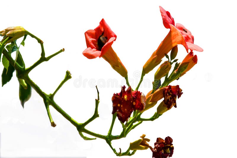 Flower stem stock image. Image of blossom, gallery, nature - 44707315