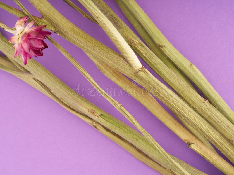 Flower Stems on a Purple Background. View from Above Stock Photo ...