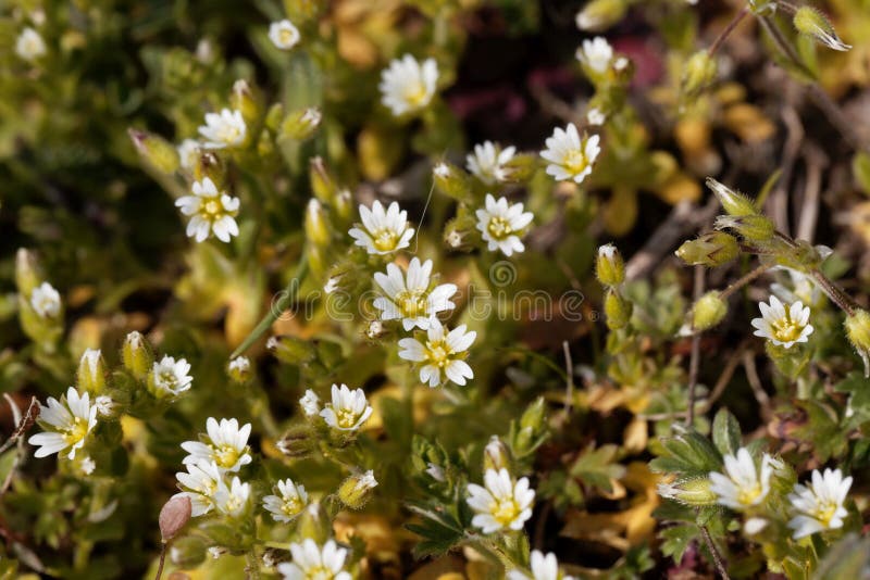 Flower of a Sticky Mouse-ear Chickweed, Glomeratum Stock Image - Image ...