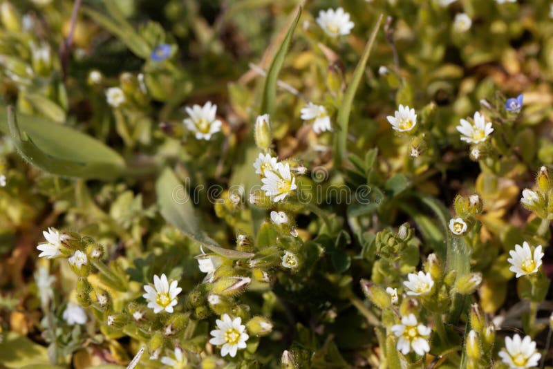 Flower of a Sticky Mouse-ear Chickweed, Glomeratum Stock Image - Image ...