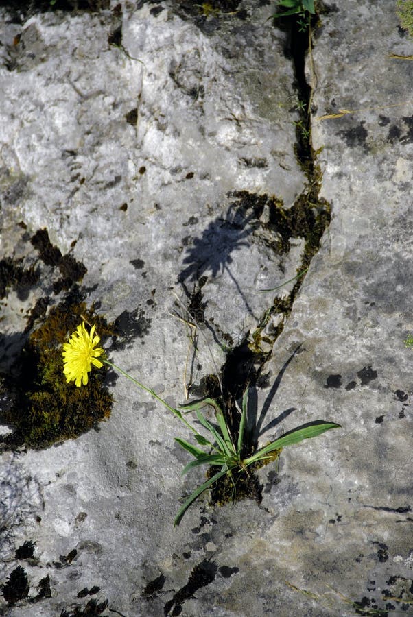 Flower And Stone Picture. Image: 1242286