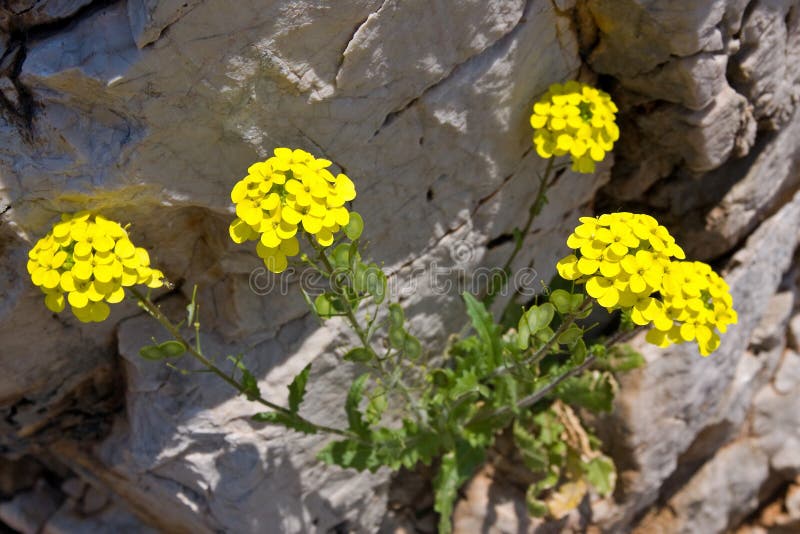 Flower on the stone stock photo. Image of floral, beauty - 5143804