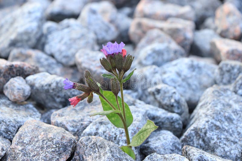 1,042 Rubble Flower Stock Photos - Free & Royalty-Free Stock Photos ...