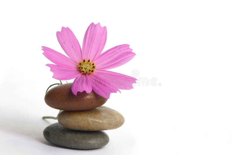 Flower on stones stock image. Image of quiet, alive, holistic - 1133625