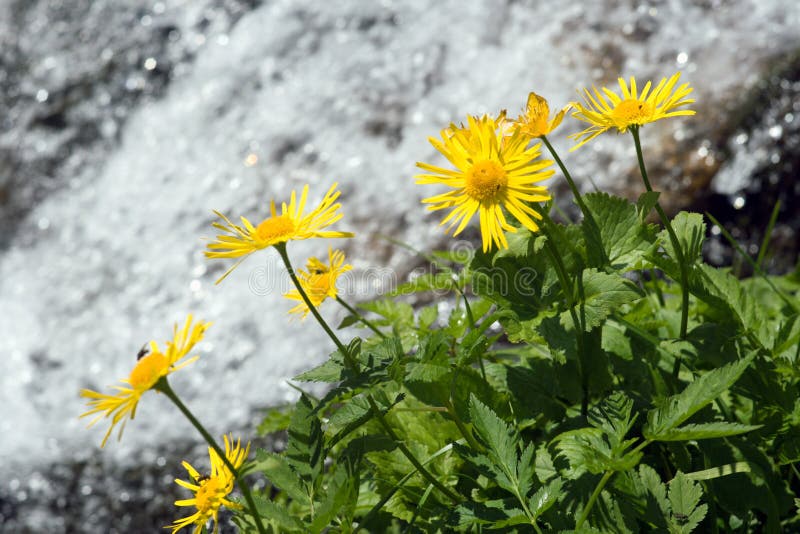 Flower and stream stock photo. Image of nature, floral - 2926082