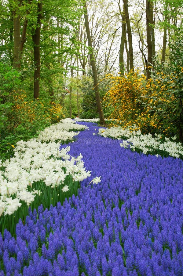 Flower stream stock image. Image of nature, purple, keukenhof - 7335809