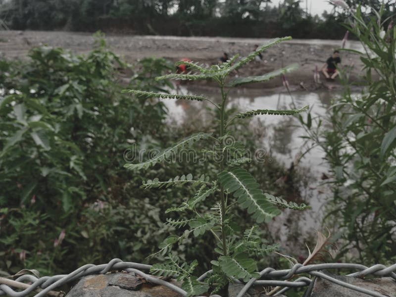 Flower street photo stock photo. Image of plant, woodland - 228843518