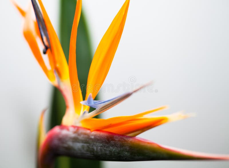 Flower Strelitzia stock photo. Image of multi, blossom - 52230646