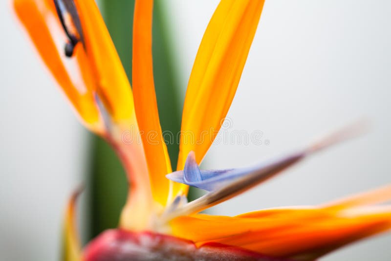 Flower Strelitzia stock photo. Image of backgrounds, bush - 52230722