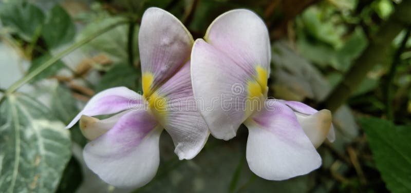 Flower of string beans stock photo. Image of purple - 210358452