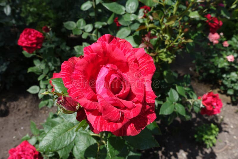 Flower of Striped Red Rose in the Garden Stock Photo - Image of ...