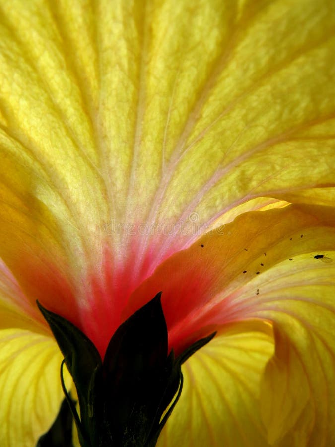 Flower Structure stock photo. Image of floral, natural - 28064316