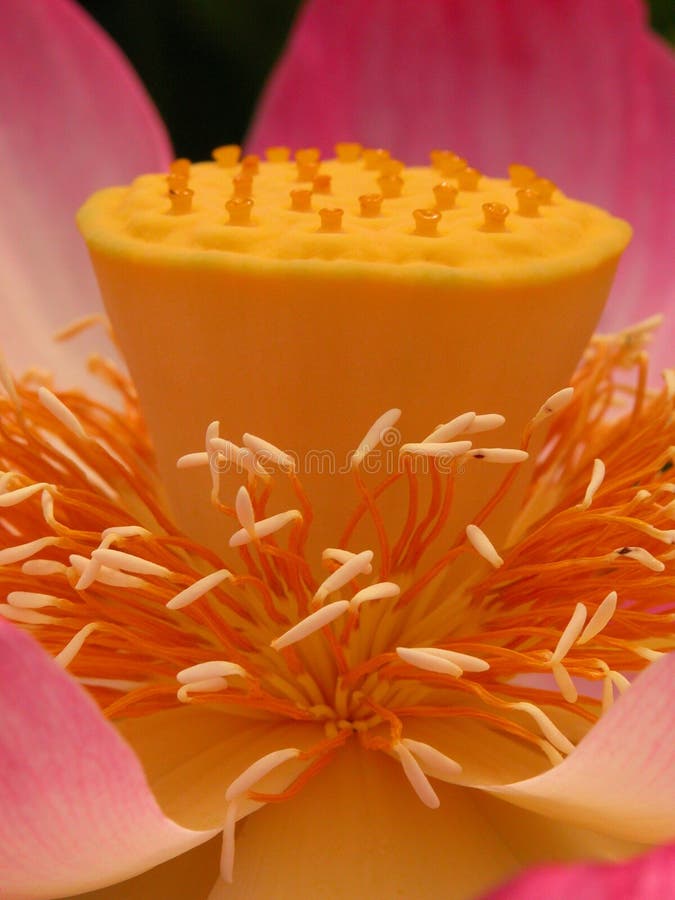 Flower study stock photo. Image of lilly, lotus, grow - 1301304