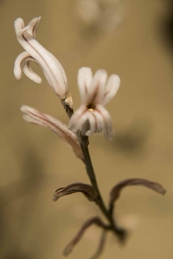 Flower of a succulent stock image. Image of detail, botanic - 130074207