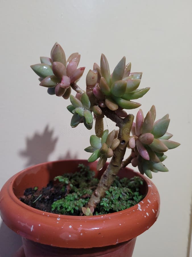 Flower Succulent Plant Tree Structure Unique Stock Photo - Image of ...