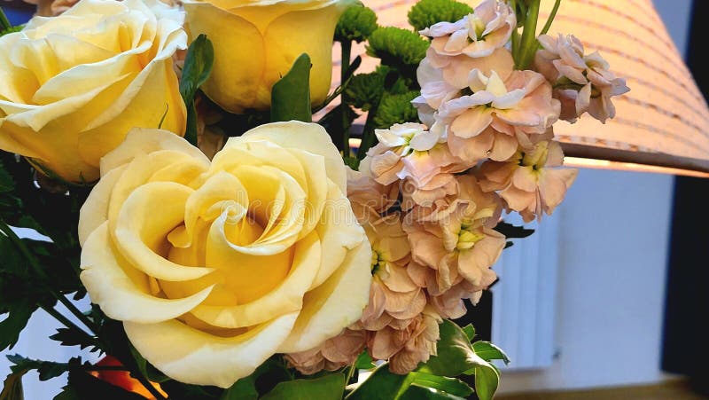 Flower Sumer in Daylight with Love Athmosfers. Stock Photo - Image of ...