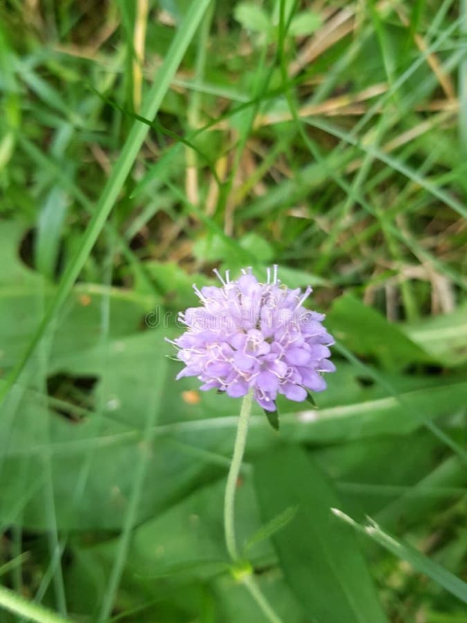 Flower in summer forest stock image. Image of field - 193635301