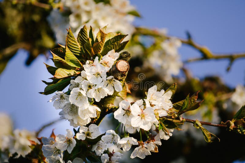Flower in the Sun.Close View Stock Image - Image of china, backdrop ...