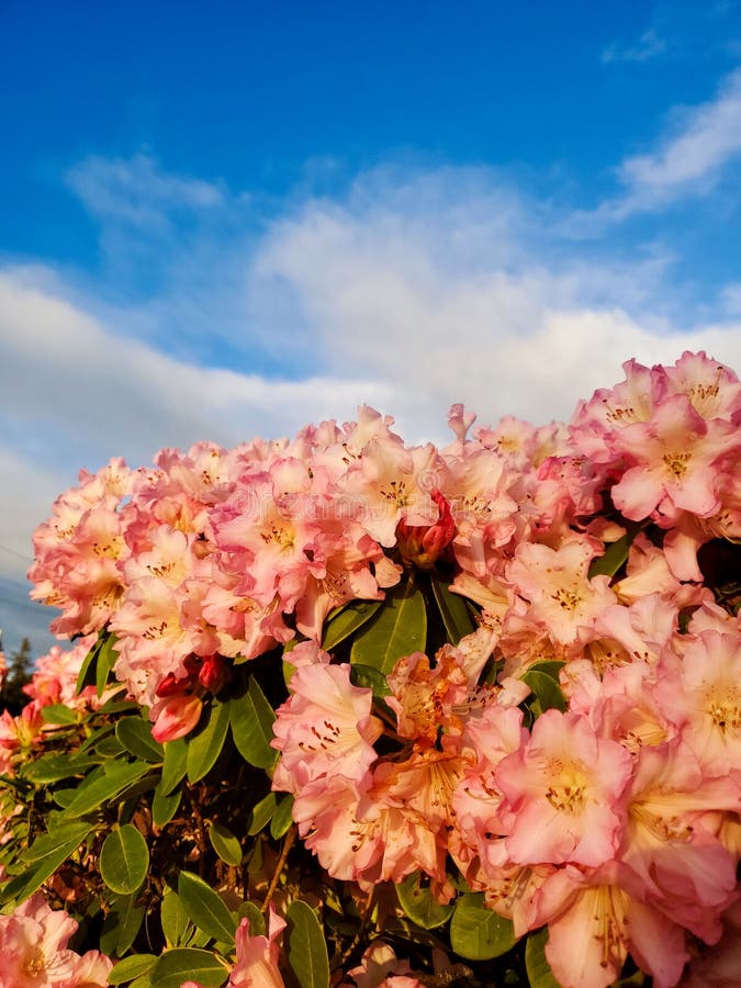 Joyful blooms stock photo. Image of pink, blooms, lilac - 221436608