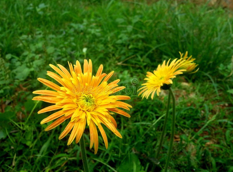 Flower stock image. Image of yellow, mini, flower - 146834029